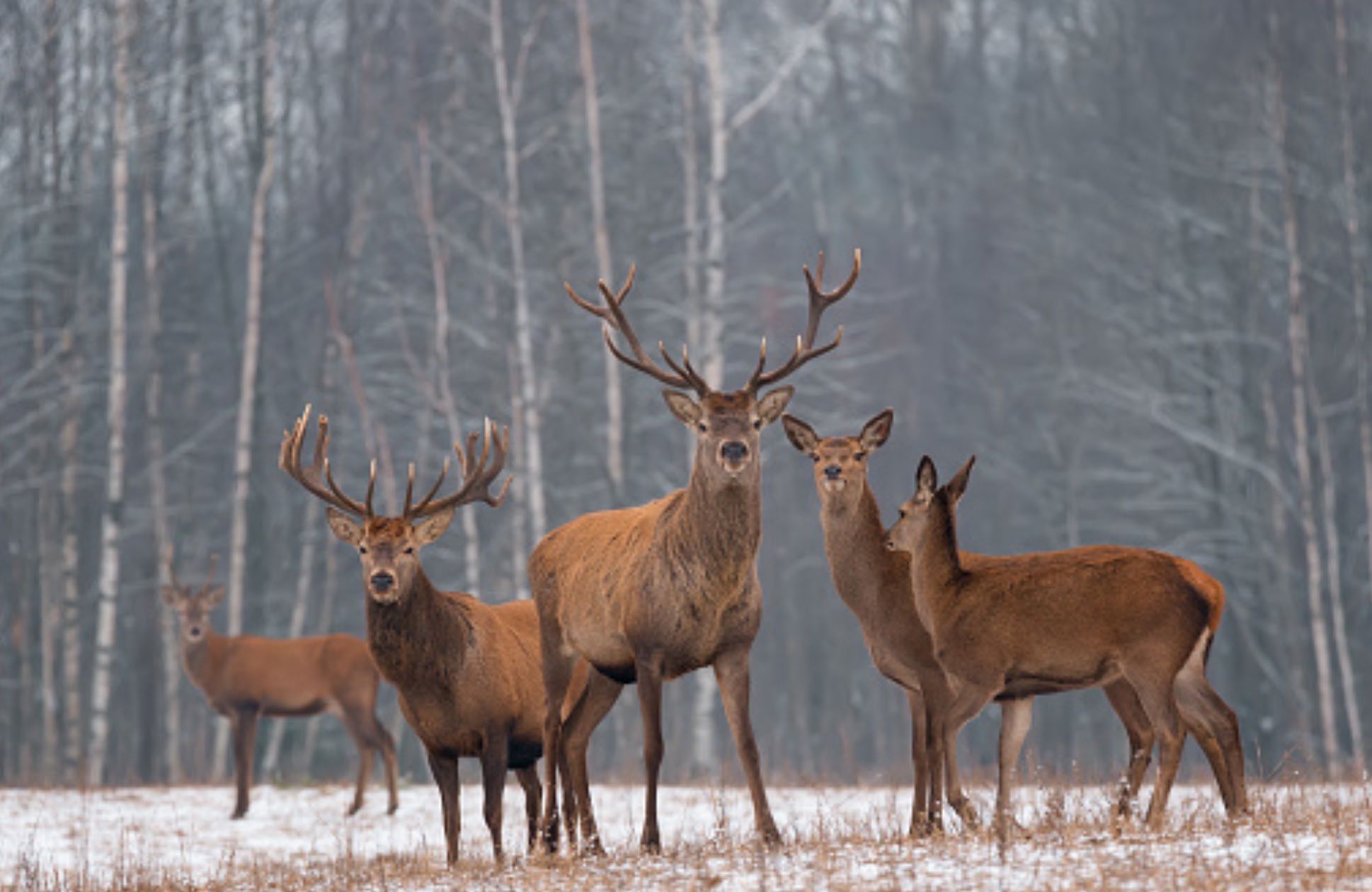«Non date da mangiare a cervi e caprioli». Parte la campagna di ...