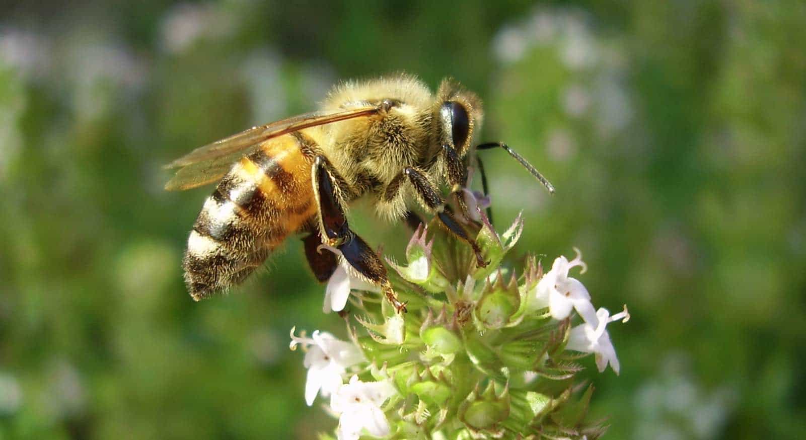 Giornata mondiale delle api: l’insetto dal lavoro invisibile e ...