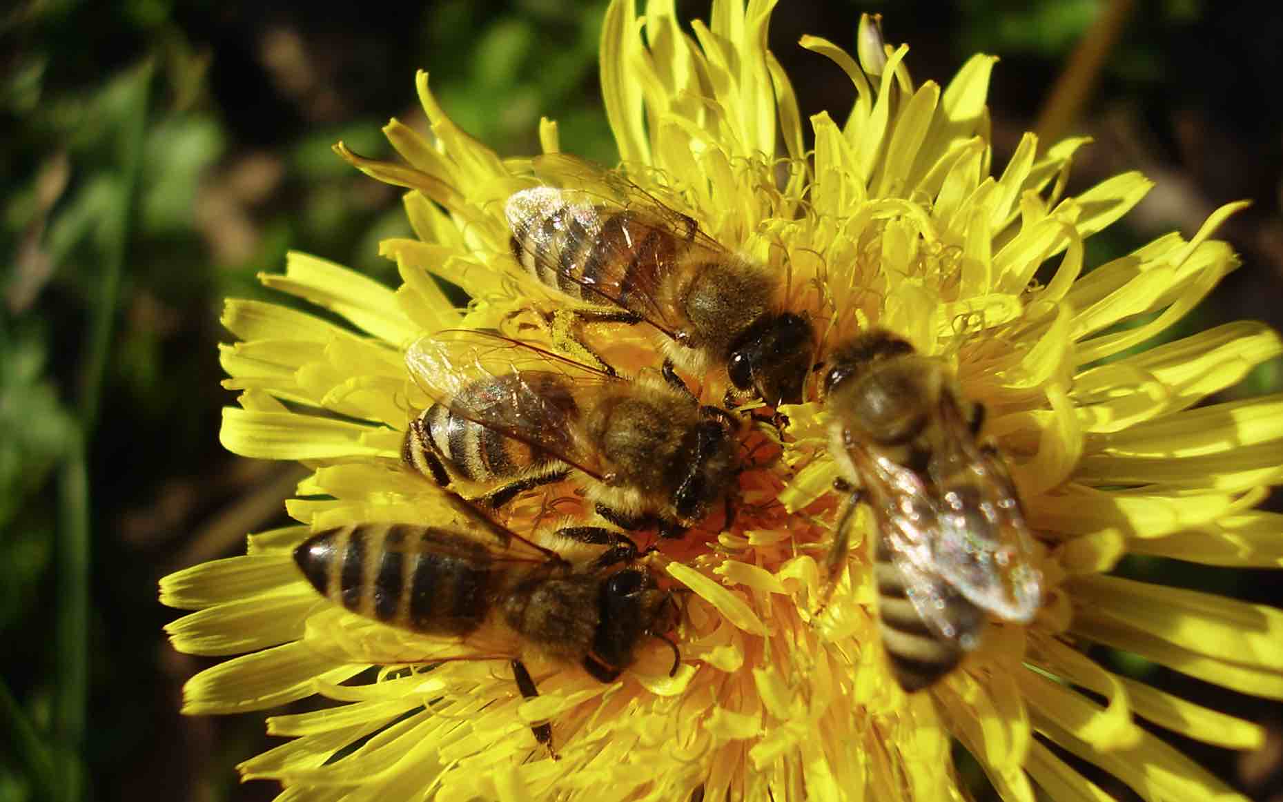L’orientamento e la danza in cerchio: le api hanno il loro “Gps”’ - News In Quota