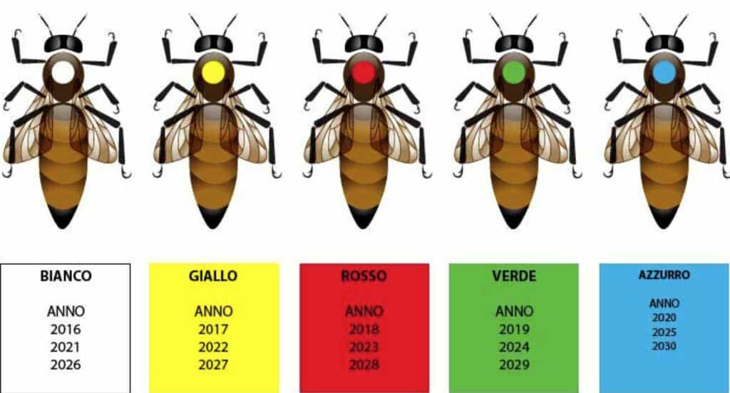 Le api e i colori: dai cinque occhi ai fiori melliferi - News In Quota