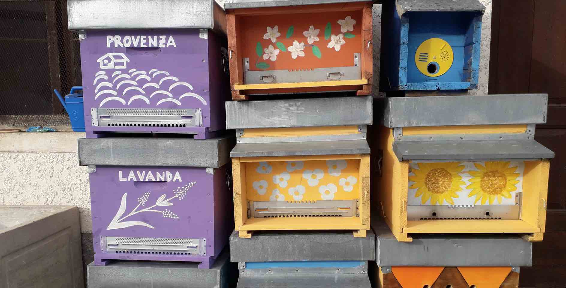 Le api e i colori: dai cinque occhi ai fiori melliferi - News In Quota