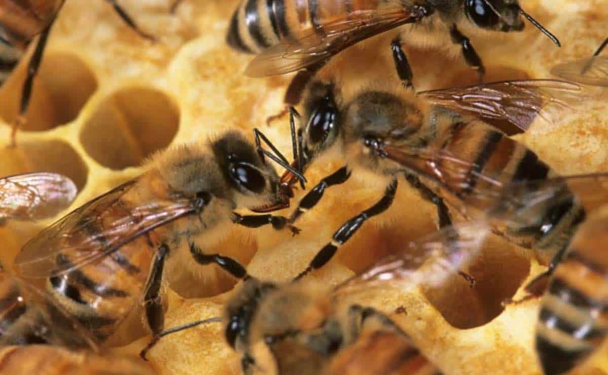 Le api e la loro democrazia: un esempio in questi tempi di guerra ...