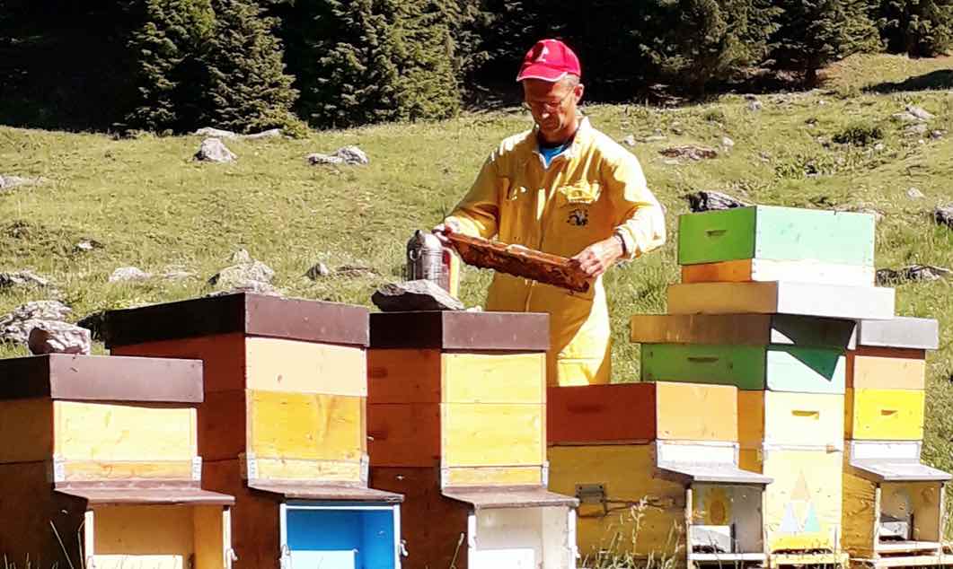 Rilassamento e armonia: il ronzio delle api è “suono della natura ...