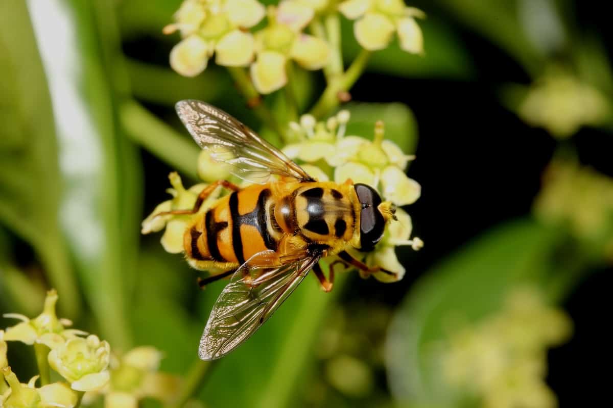 Riconoscere gli insetti impollinatori, un corso con il Parco - News In ...